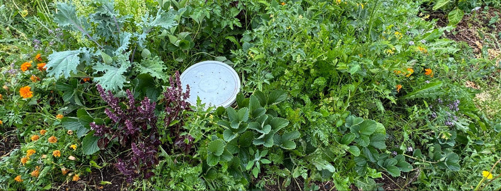 Worm Composting aka Vermicomposting | The Benefits and Challenges ...