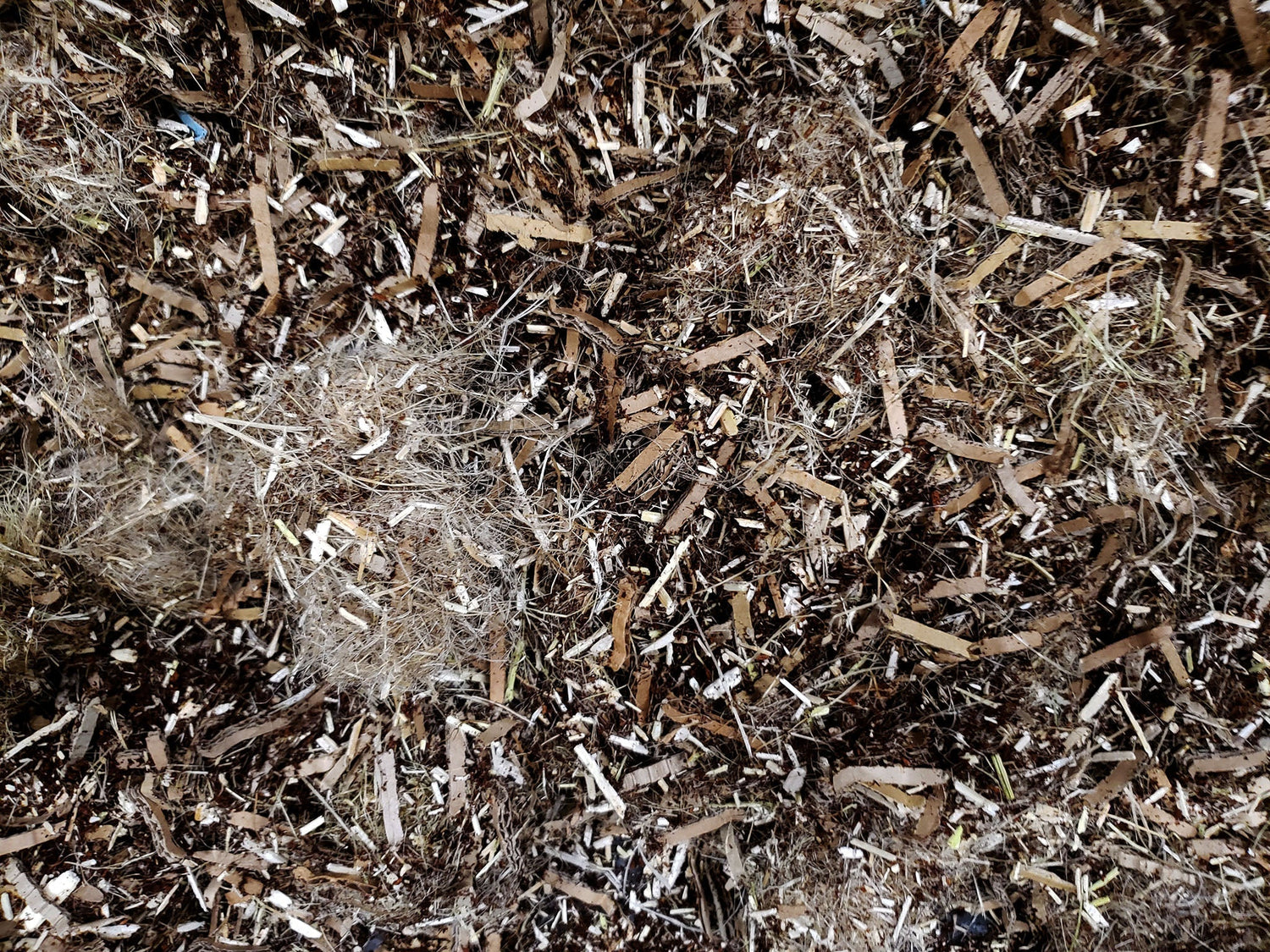 Bedding - The Most Important Material in Your Worm Bin? – Pacific ...