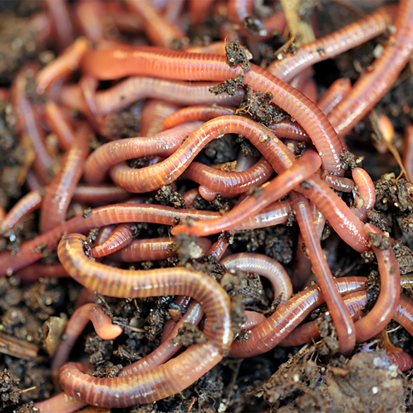 Red wiggler Composting Worms for Sale in Canada. Best for Worm Farms ...